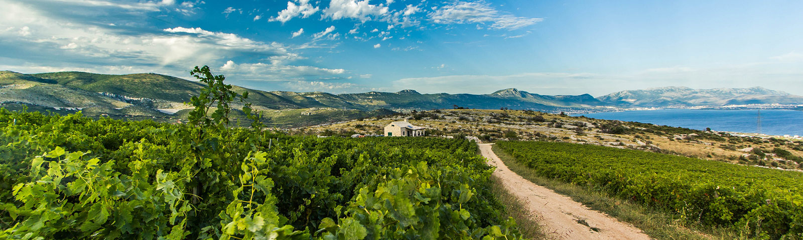 The roots of Zinfandel - Tours in Croatia