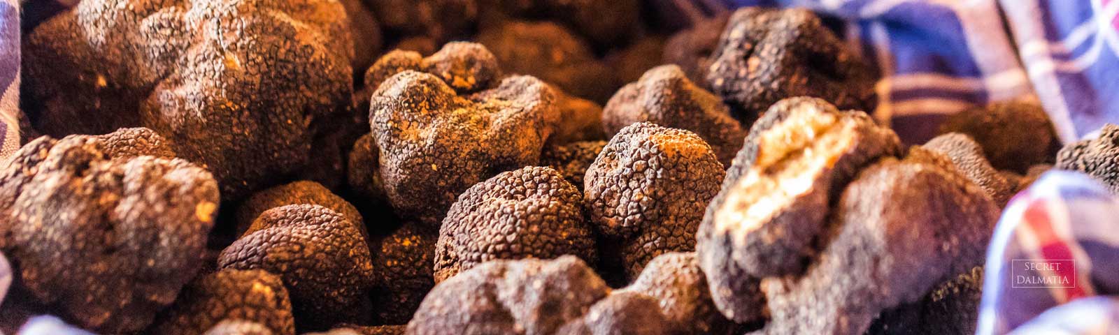 Istrian Truffle hunt - Tours in Croatia